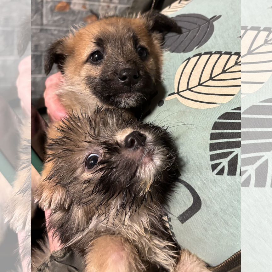 Щенок в добрые руки