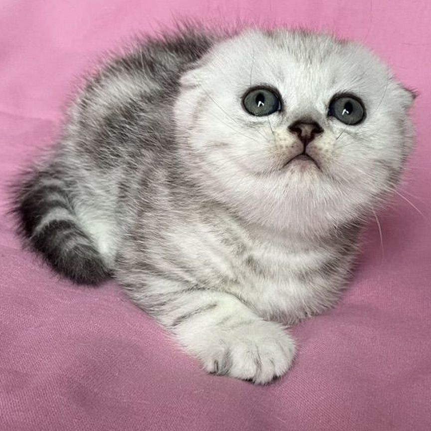 Шотландские котята