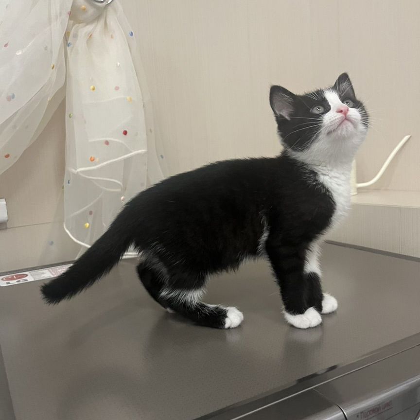 Котенок в добрые руки