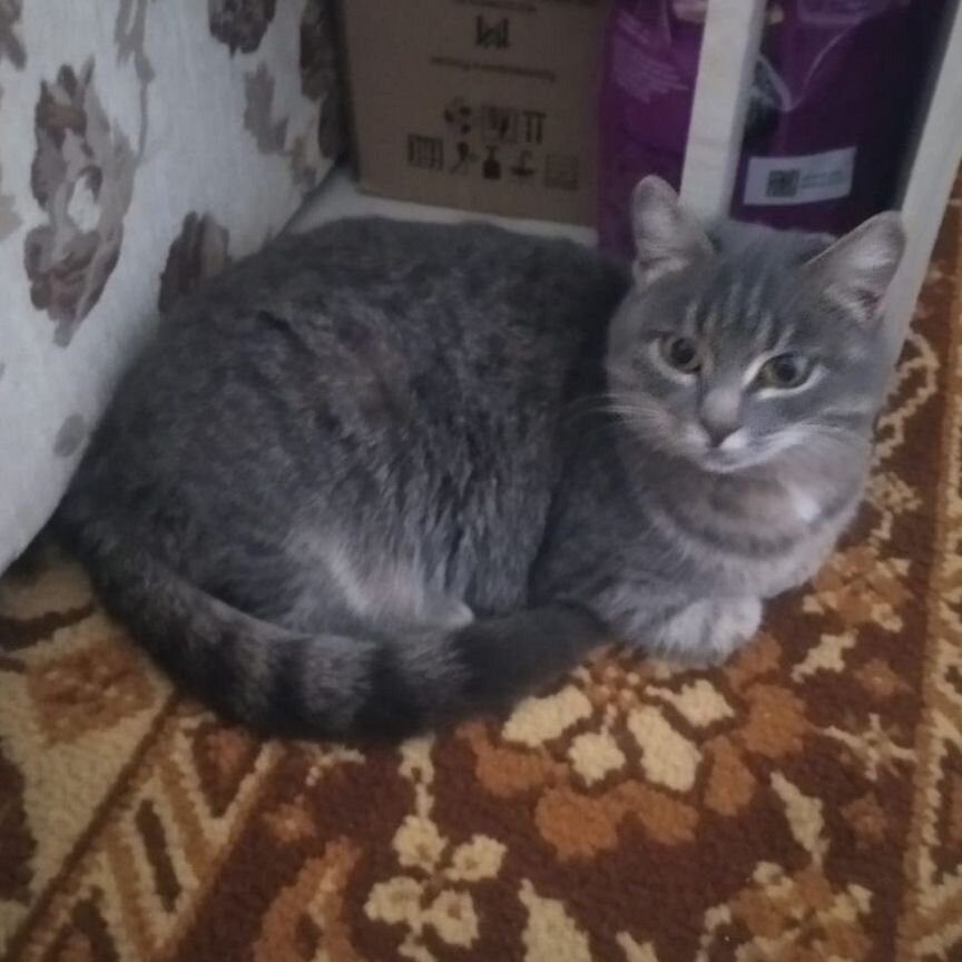 Взрослая кошка в добрые руки