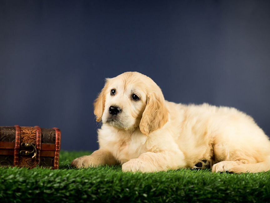 Щенки Золотистого Ретривера