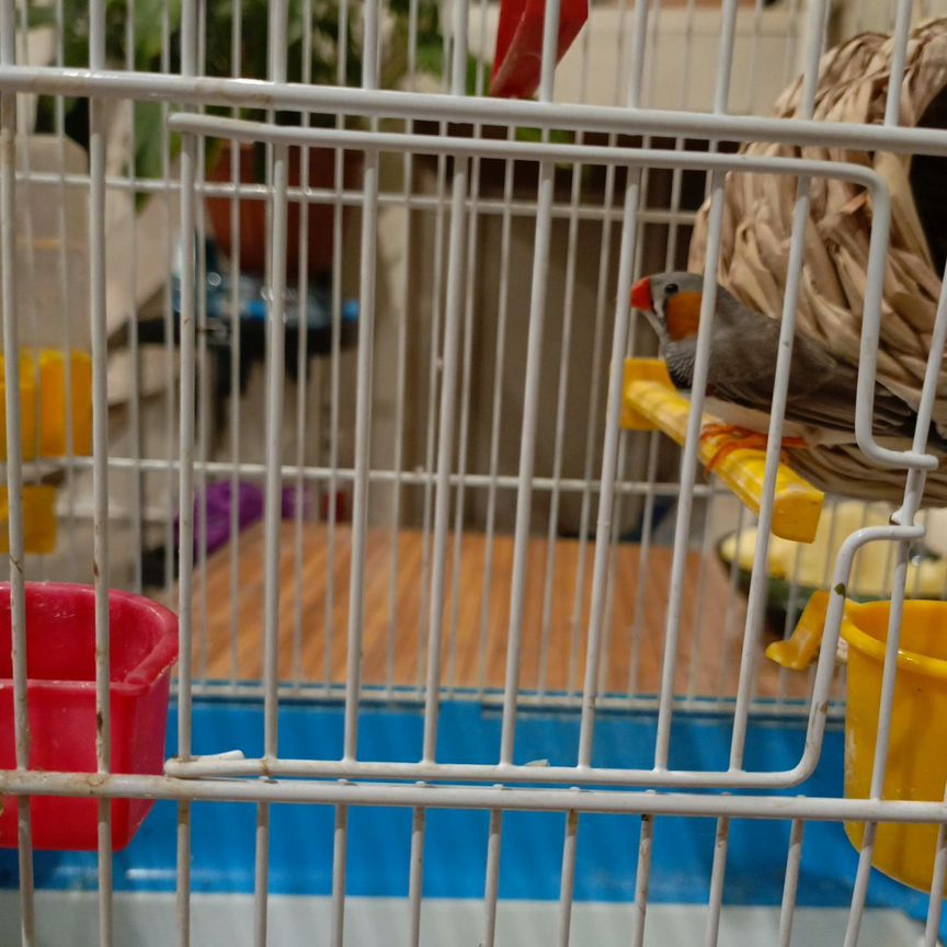 Амадин в месте с клеткой