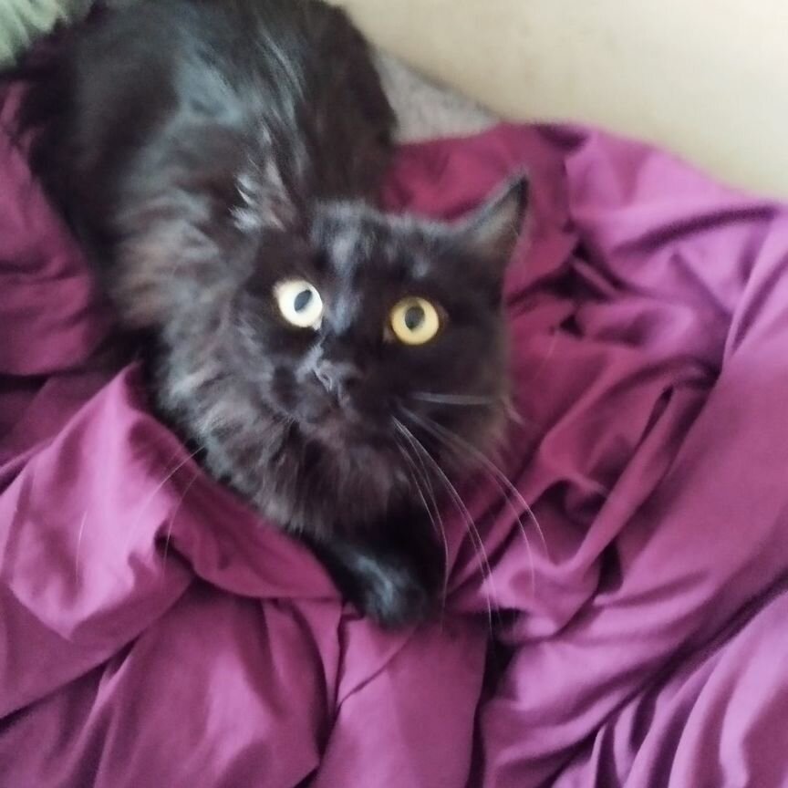 Вязка кошка