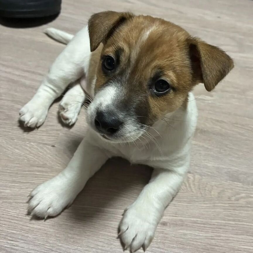 Джек-рассел-терьер, щенок