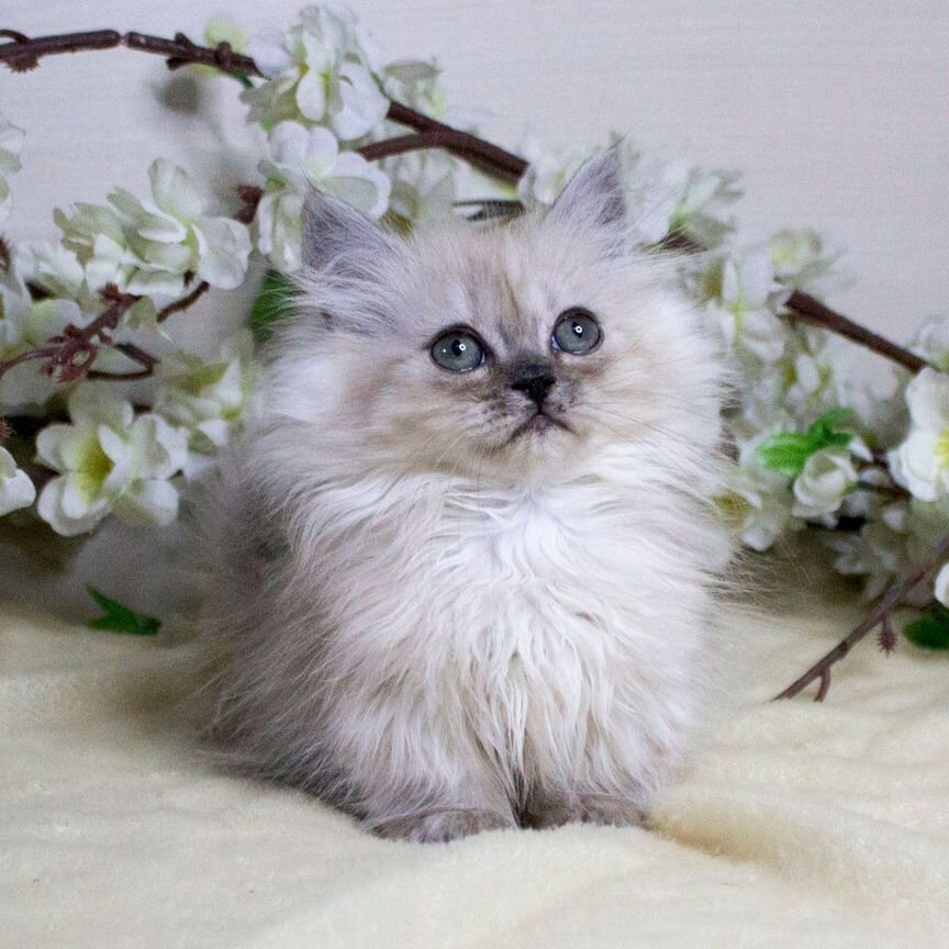 Котята манчкин