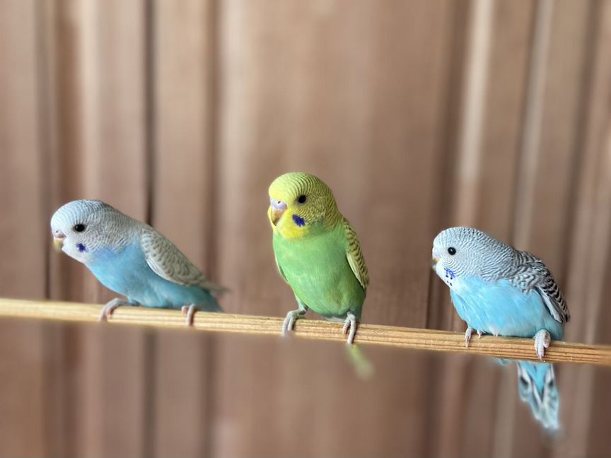 Птенцы волнистых попугаев, домашние