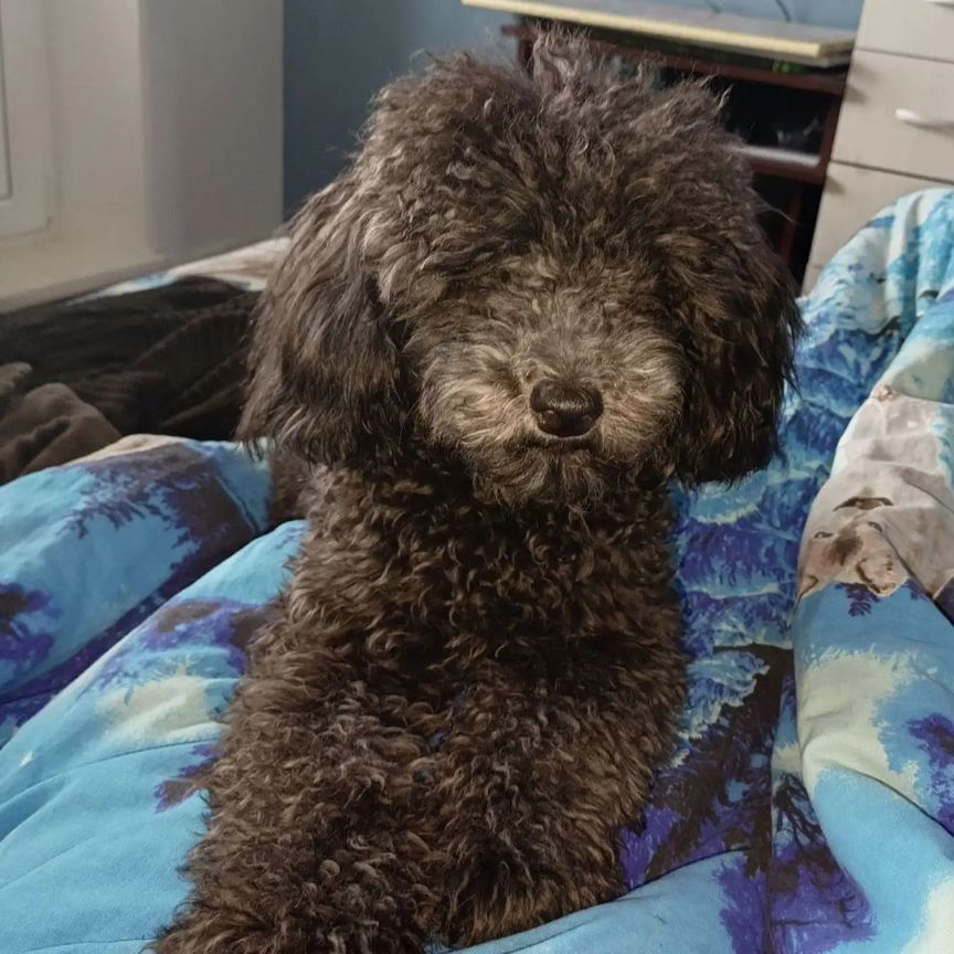 Карликовый пудель, щенок