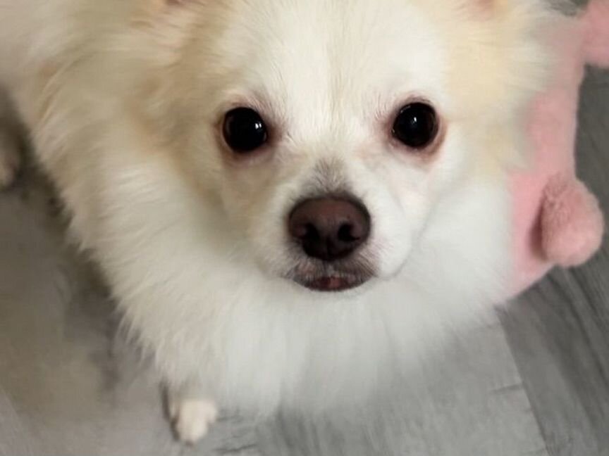 Отдам в добрые руки помчи (шпиц чихуахуа)