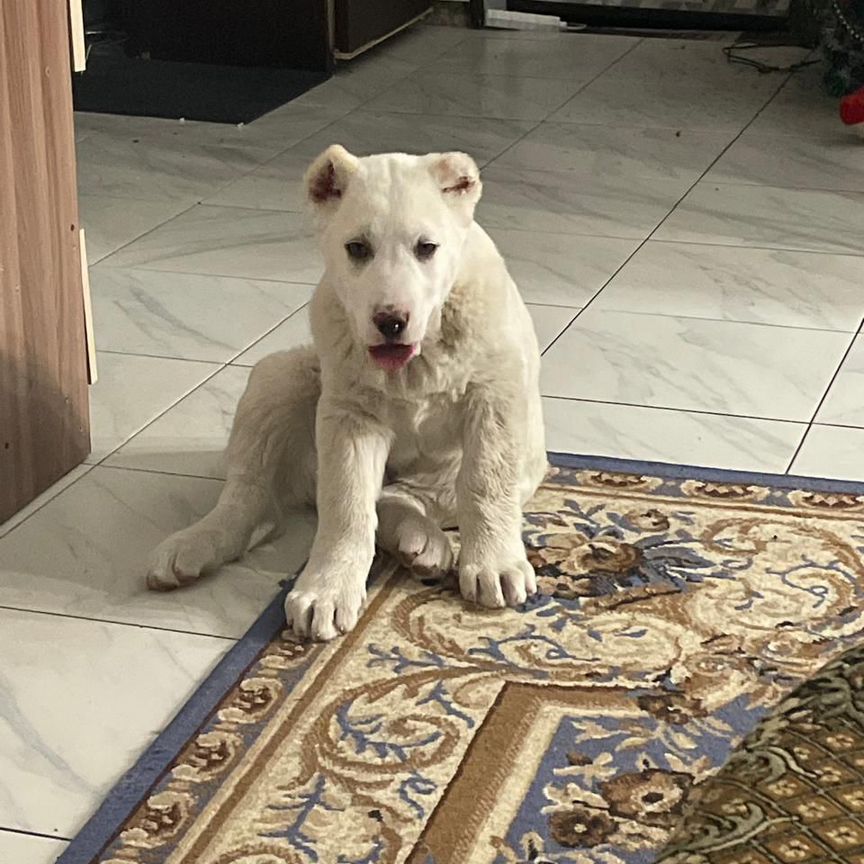 Мальчик сао ищет подругу для развязки