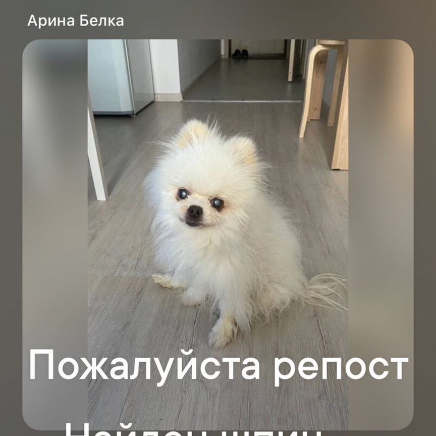 Найден шпиц ищим преждних хозяев