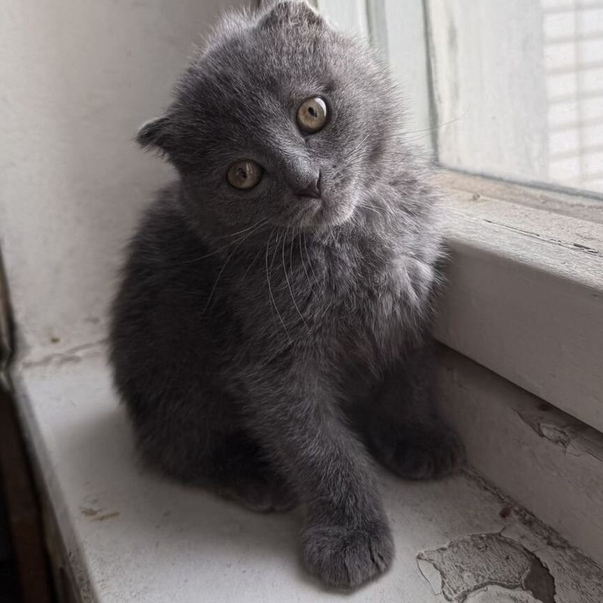 Шотландский вислоухий длинношёрстный котёнок