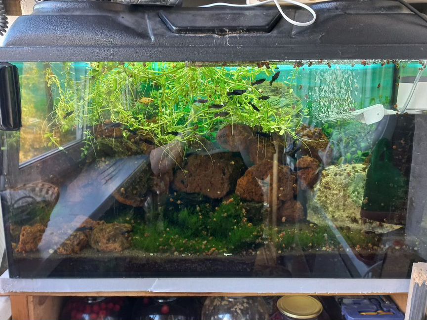 Аквариумные растения прополка