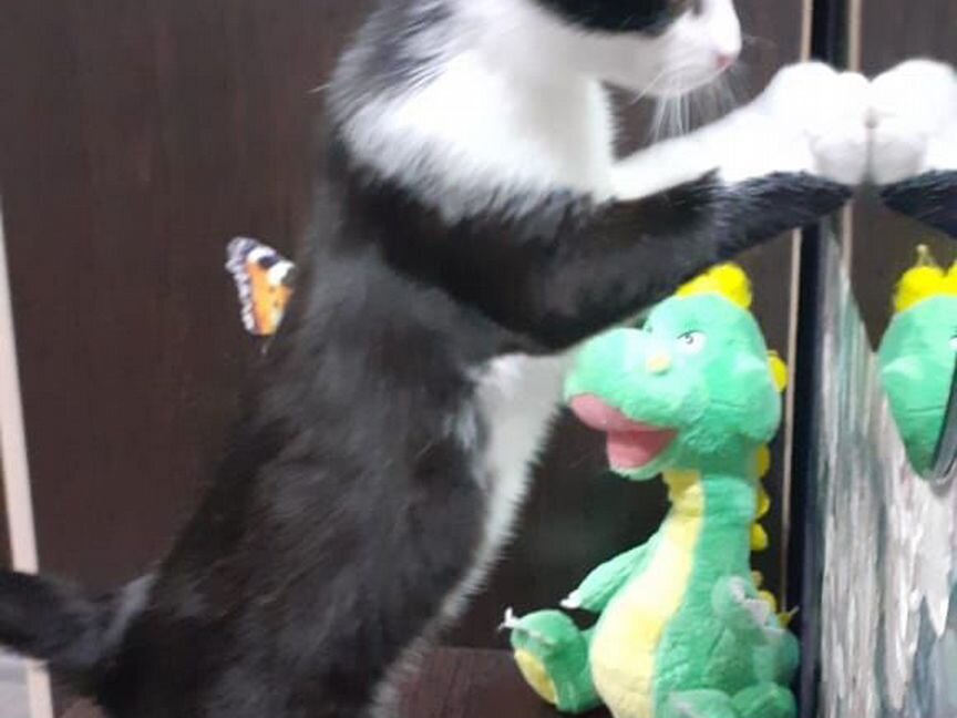 Котёнок Стасик