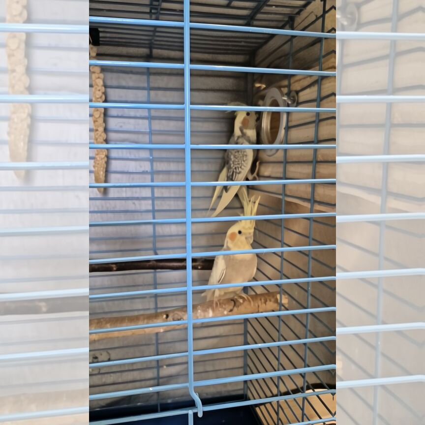 Попугай корелла птенец