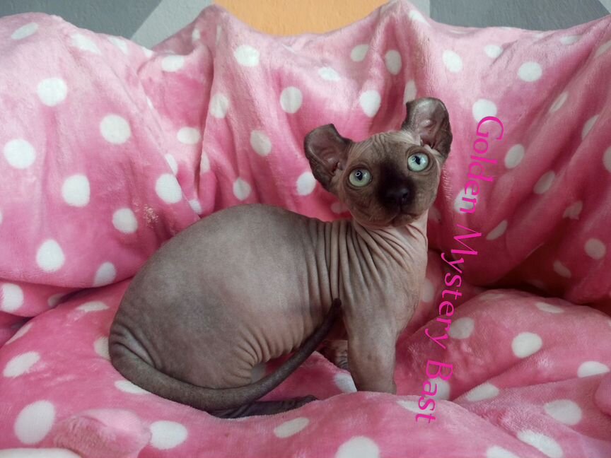 Двэльф, Сфинкс Двельф