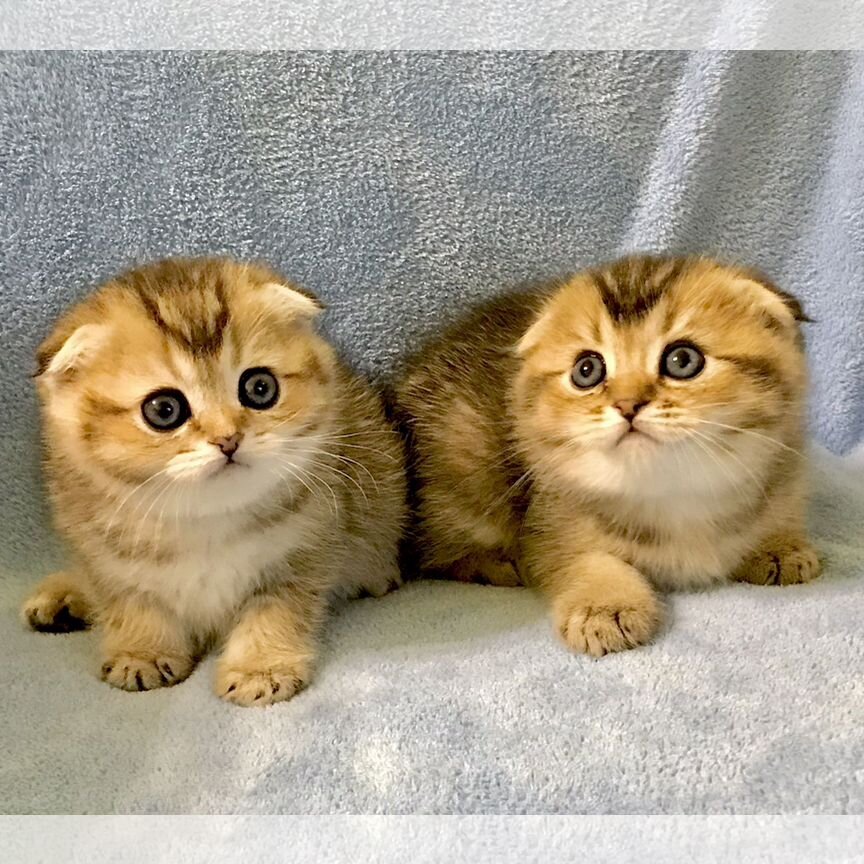 Шотландский вислоухий короткошёрстный котёнок