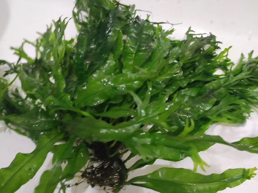 Папоротник Винделова