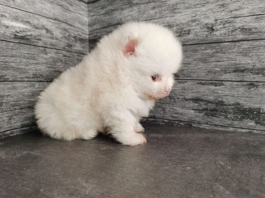 Белый померанский шпиц мини мишка