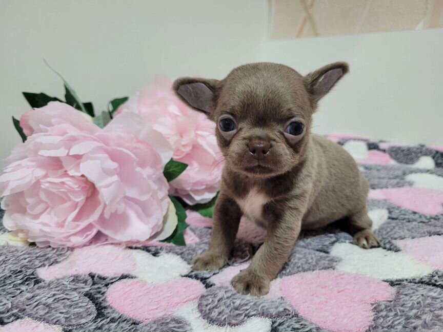 Чихуахуа мини мальчик