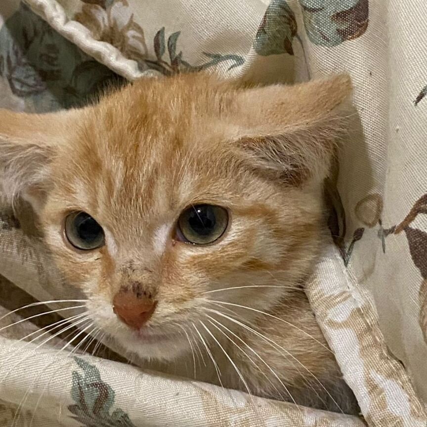 Котята в добрые руки бесплатно