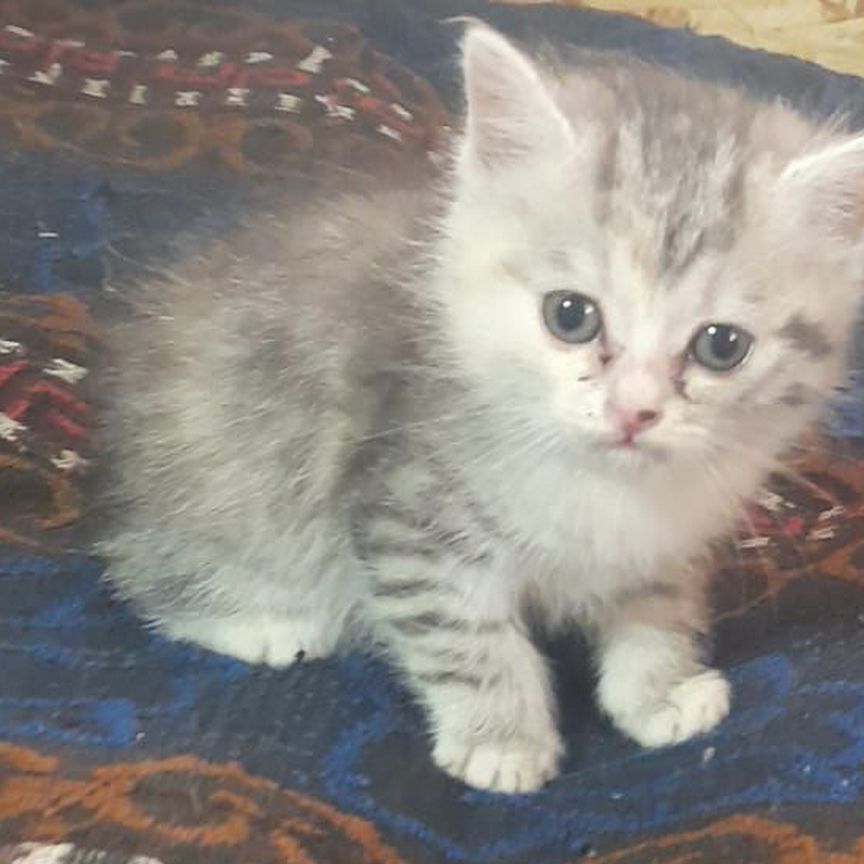 Котенок с кошечкой в опасности