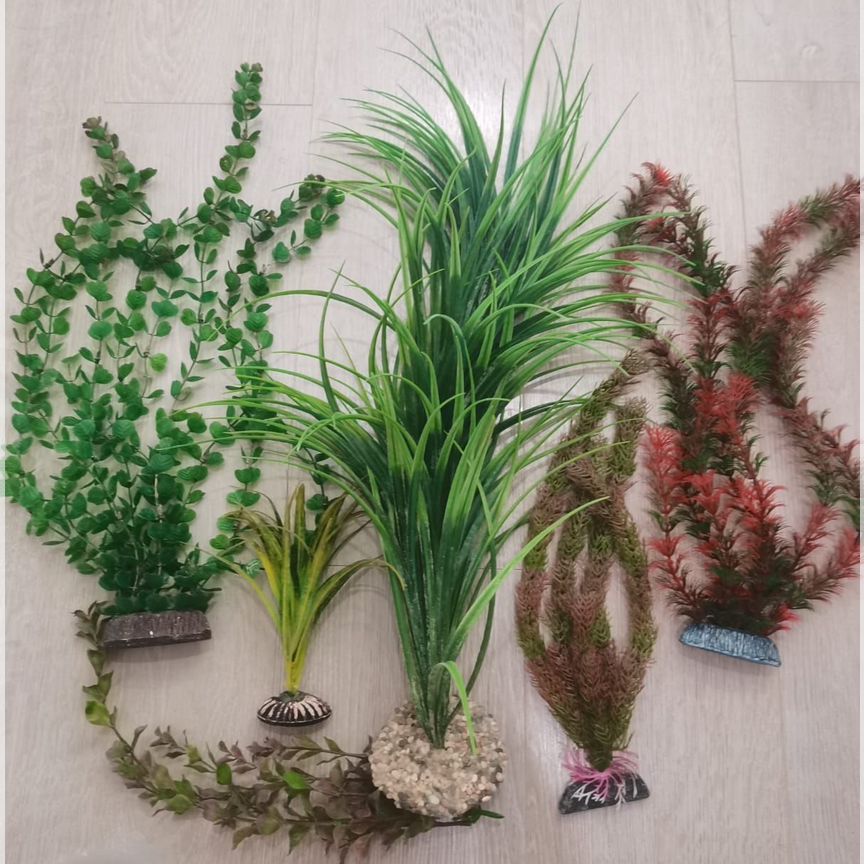 Аквариумные растения