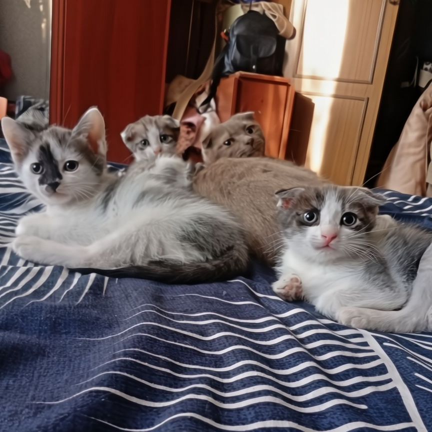 Шотландский вислоухий короткошёрстный котёнок