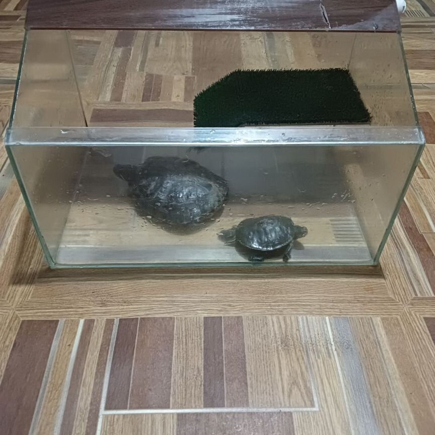 Маленькие черепахи с аквариумом