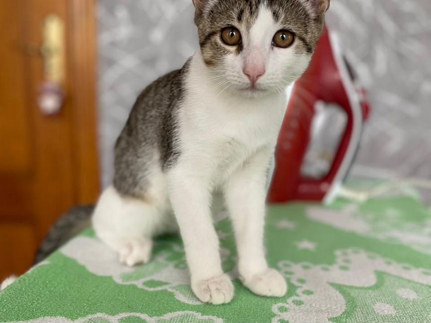 Котенок 3 месяца мальчик