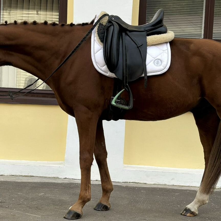 Седло выездковое