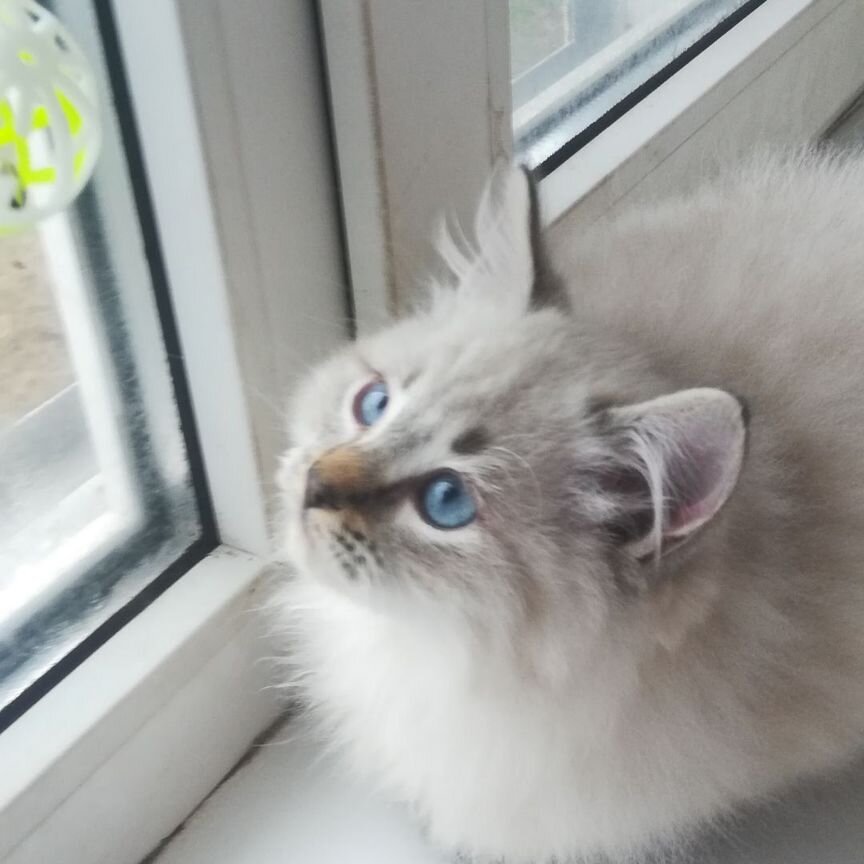 Невская маскарадная