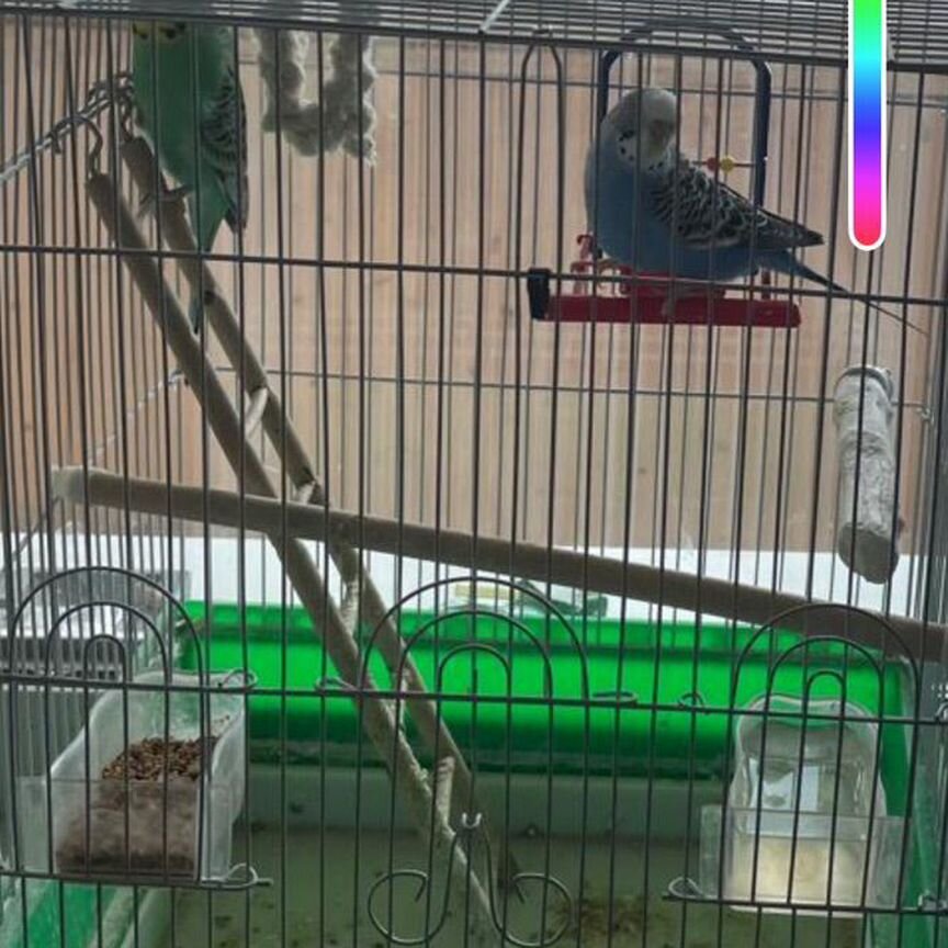 Волнистый попугай