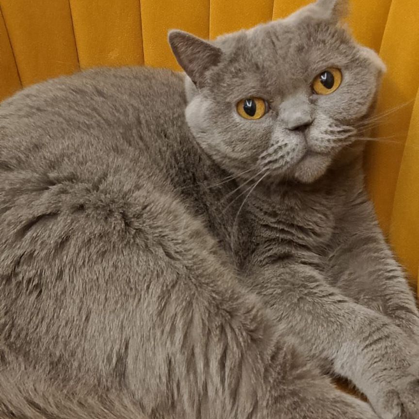 Отдам британскую кошку в добрые руки