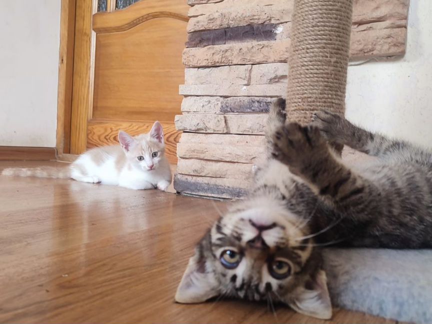 Котята в добрые руки