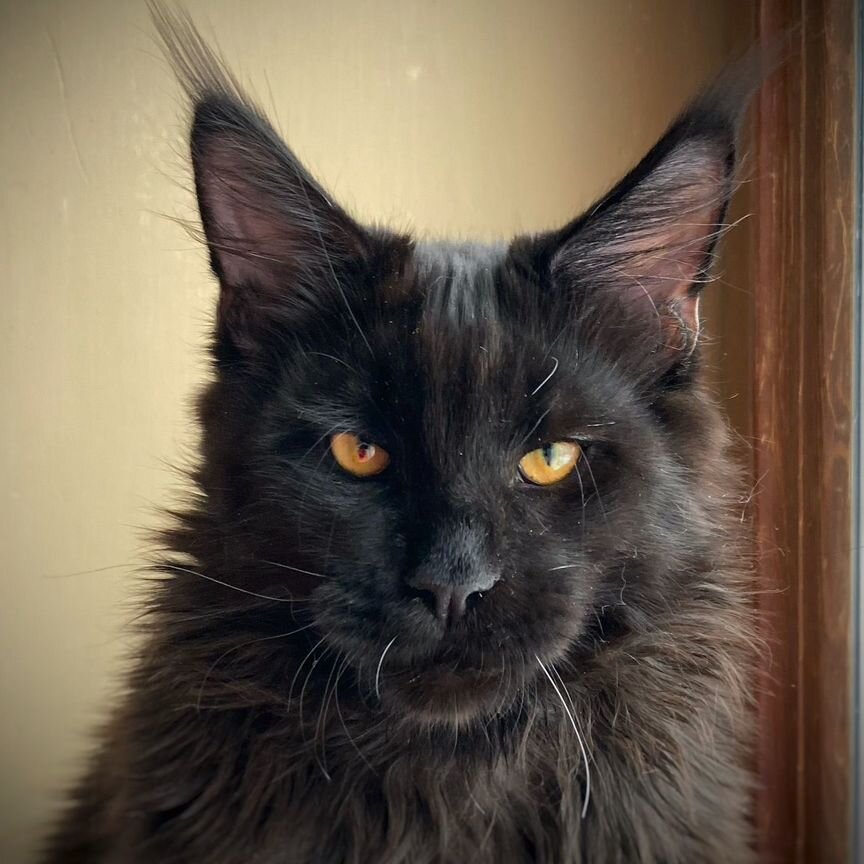 Котята мейн-кун