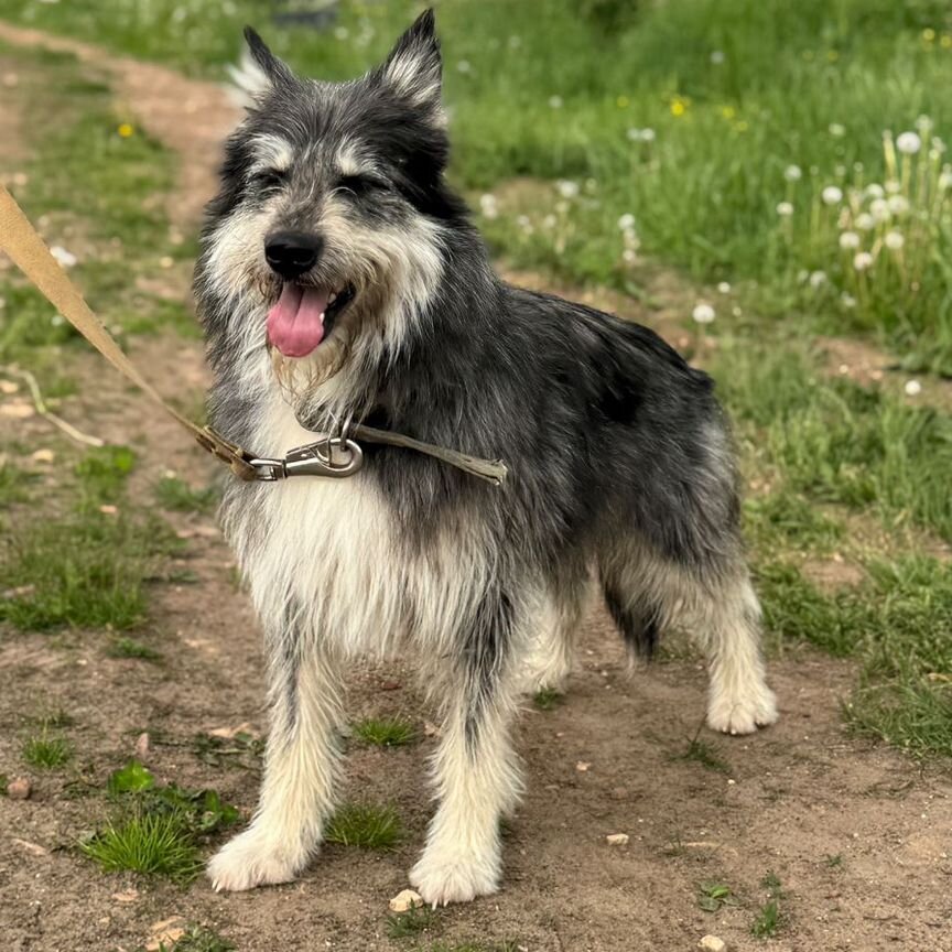 Взрослая собака в добрые руки