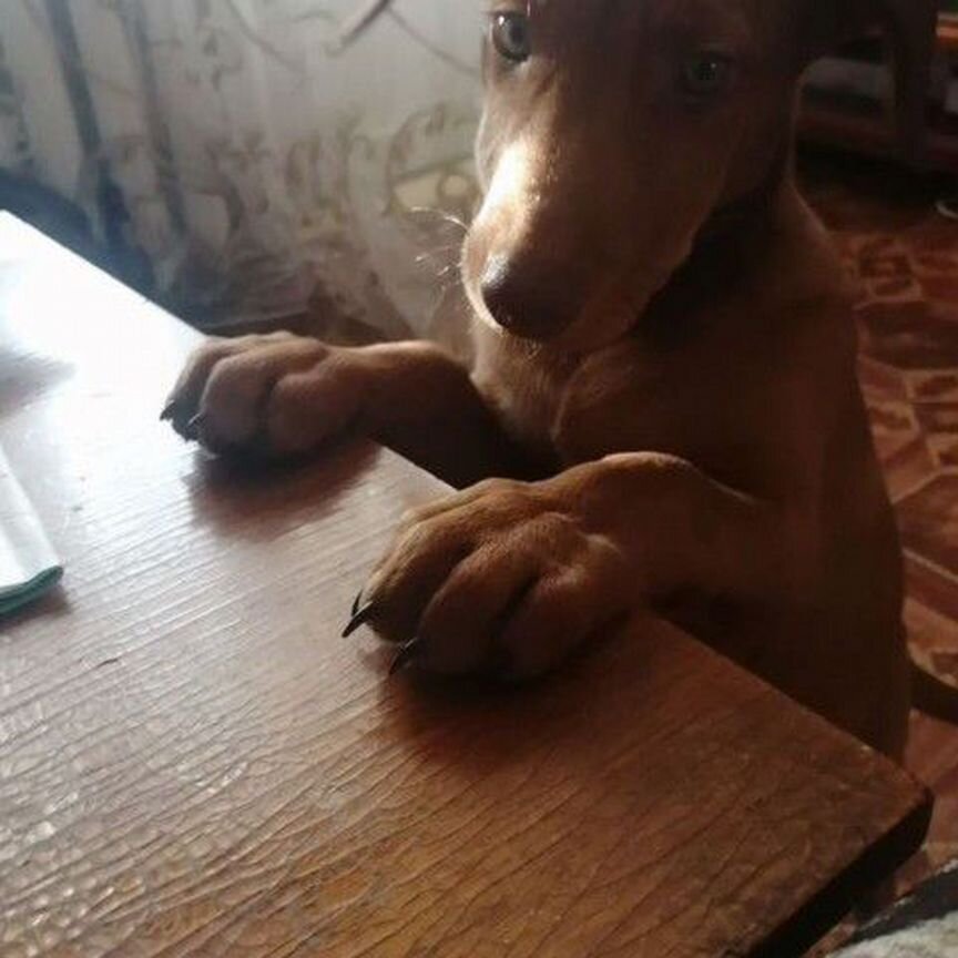 Такса в добрые руки