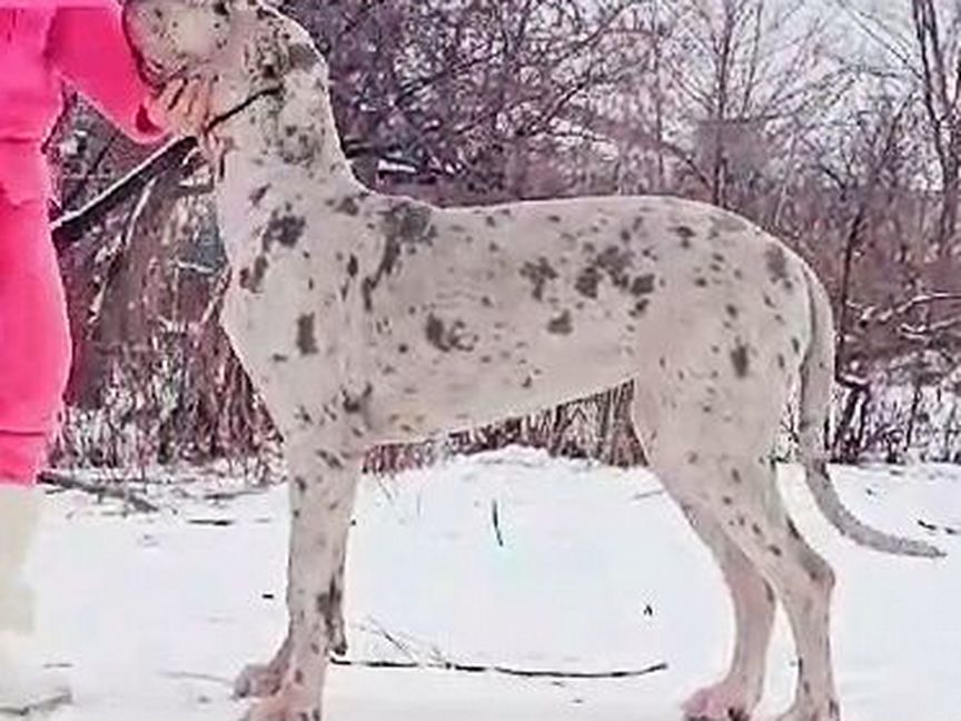 Предлагаются щенки немецкого дога