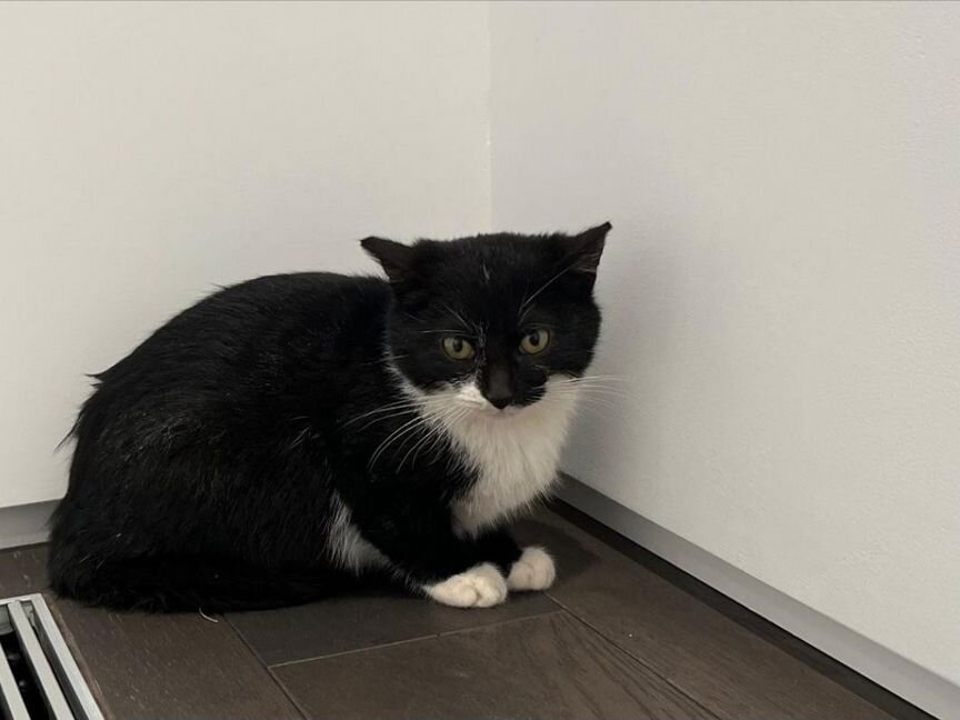 Котята в добрые руки бесплатно