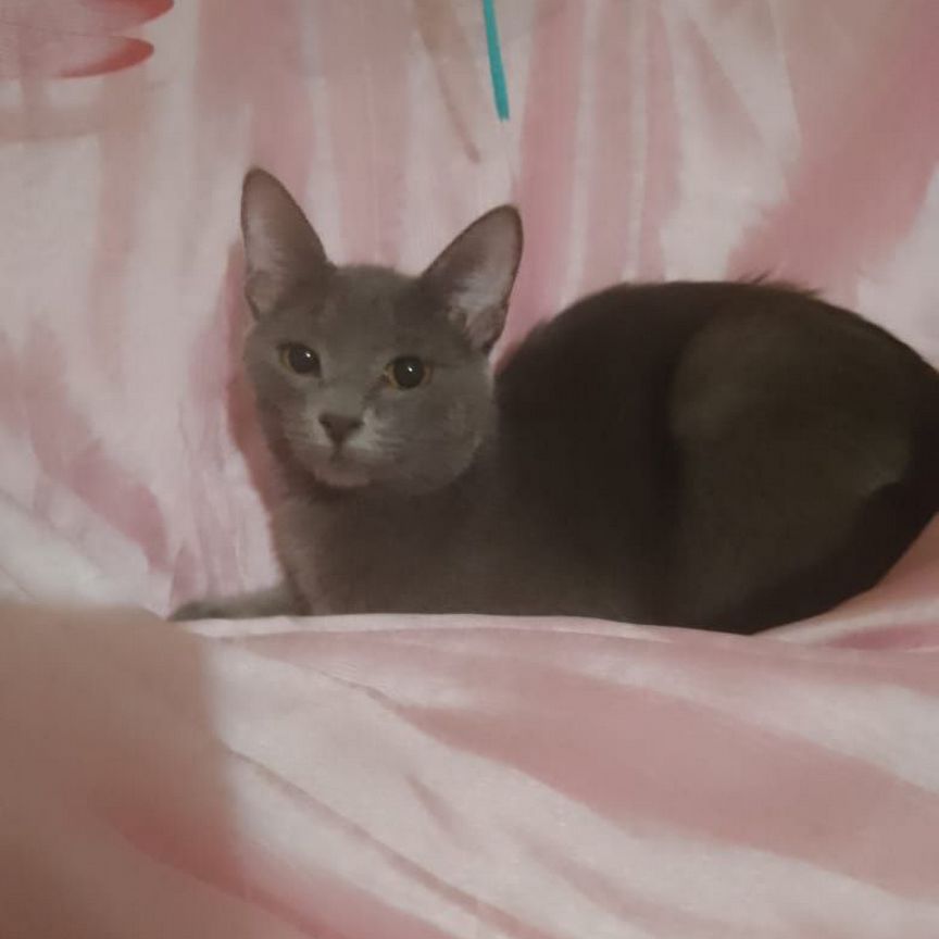 Котенок ласковая девочка