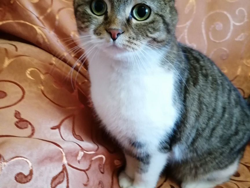 Котик Кеша в добрые руки