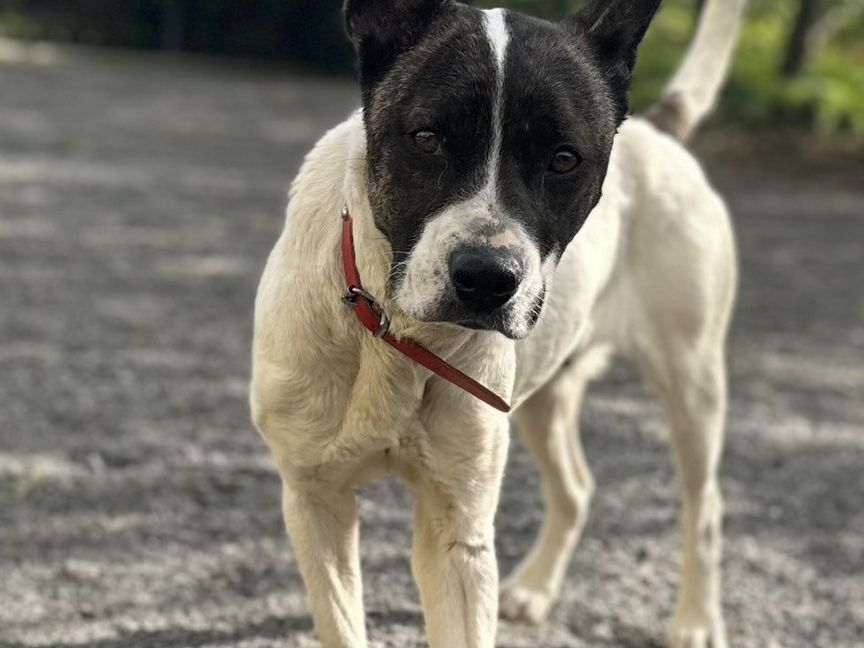 Манго очень нуждается в передержке