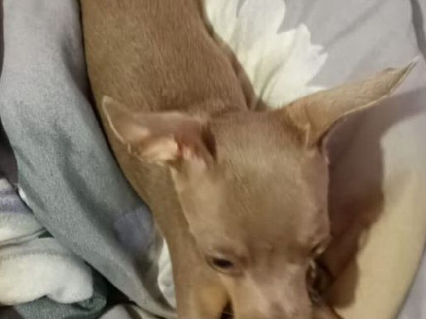 Мини той-терьер