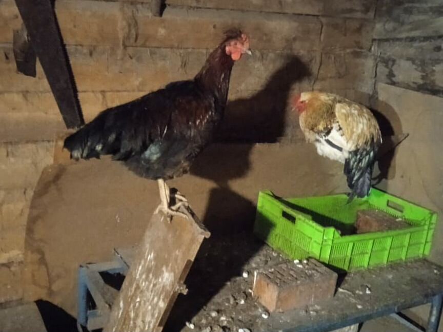 Индюки курицы