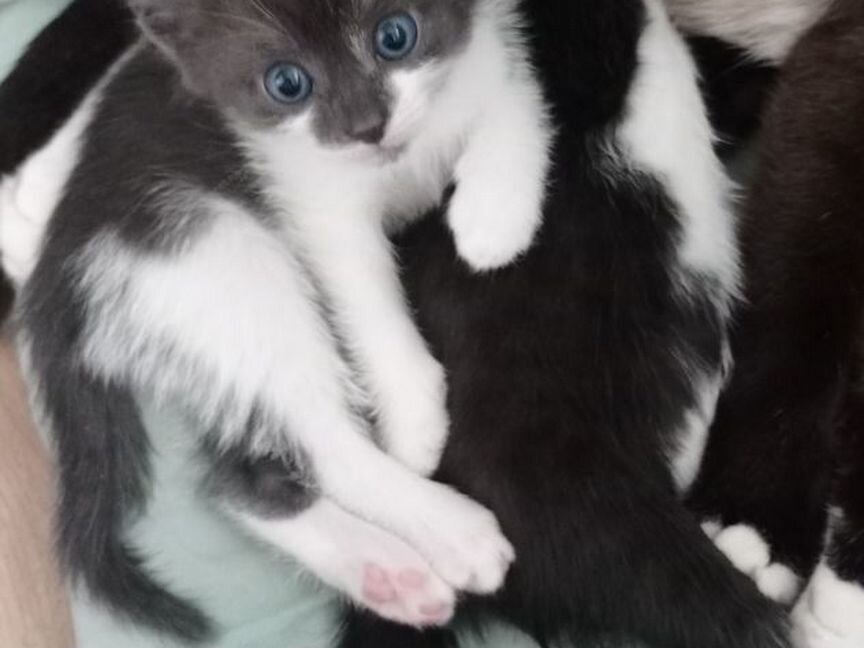 Котенок в дар бесплатно
