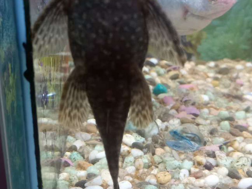 Сомики-анцистры