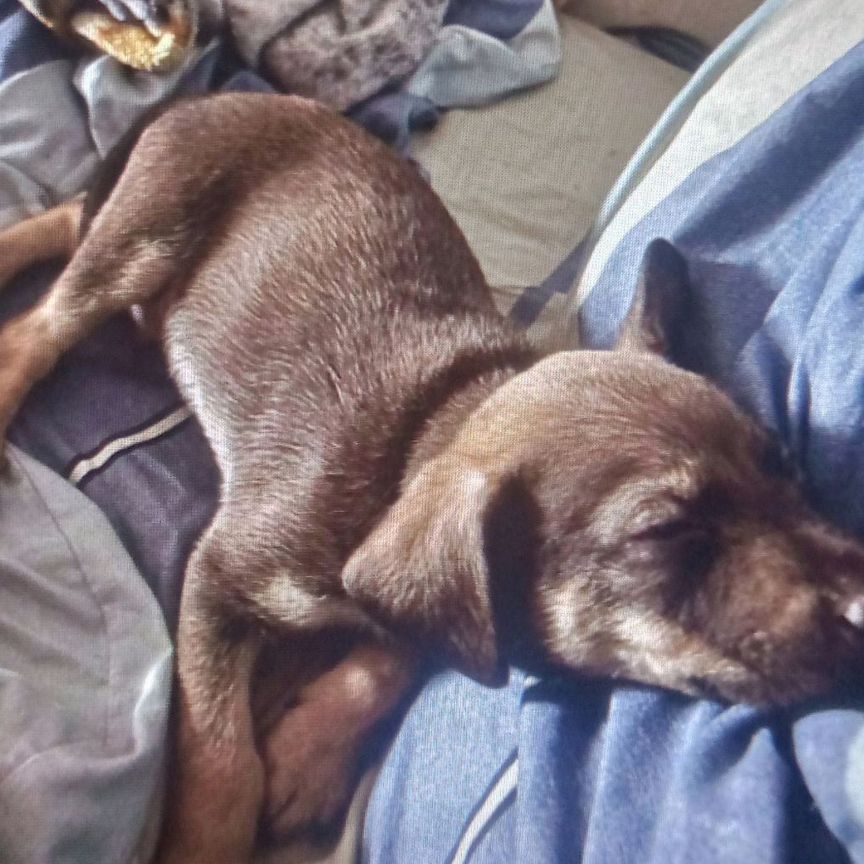 Русский той-терьер, щенок