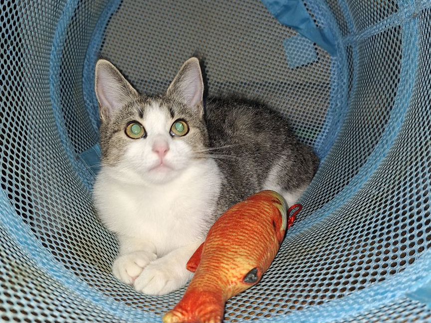 Котенок девочка