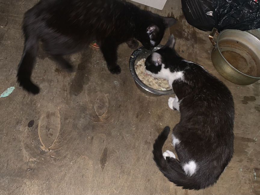 Отдам бесплатно