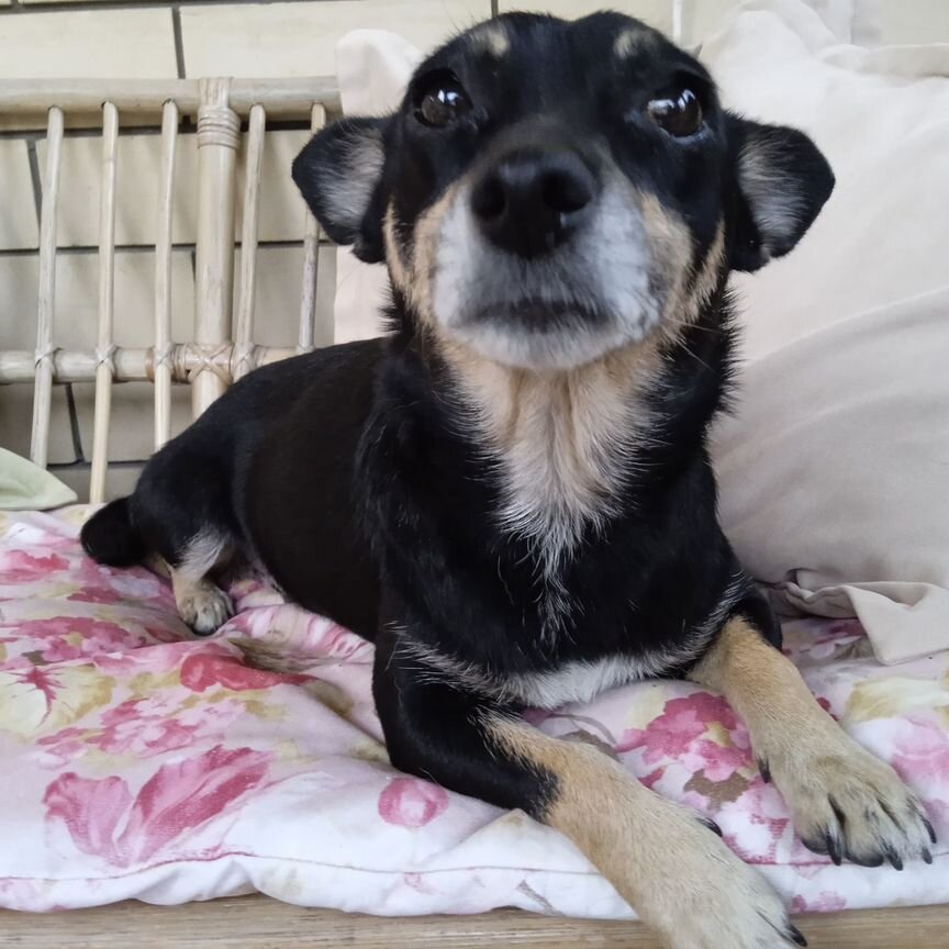 Маленькая собачка в добрые руки